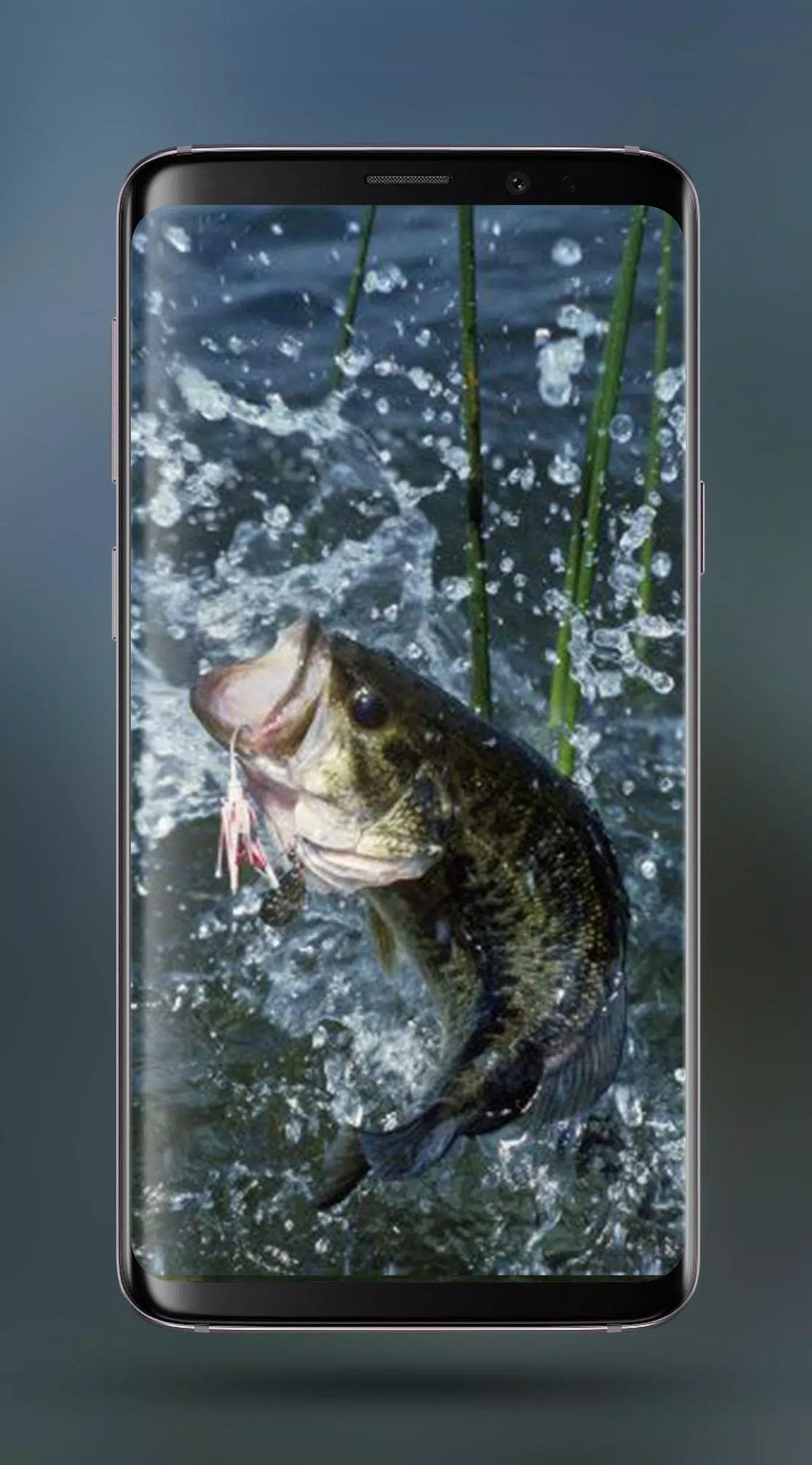 Bass Fish Wallpaper Desktop