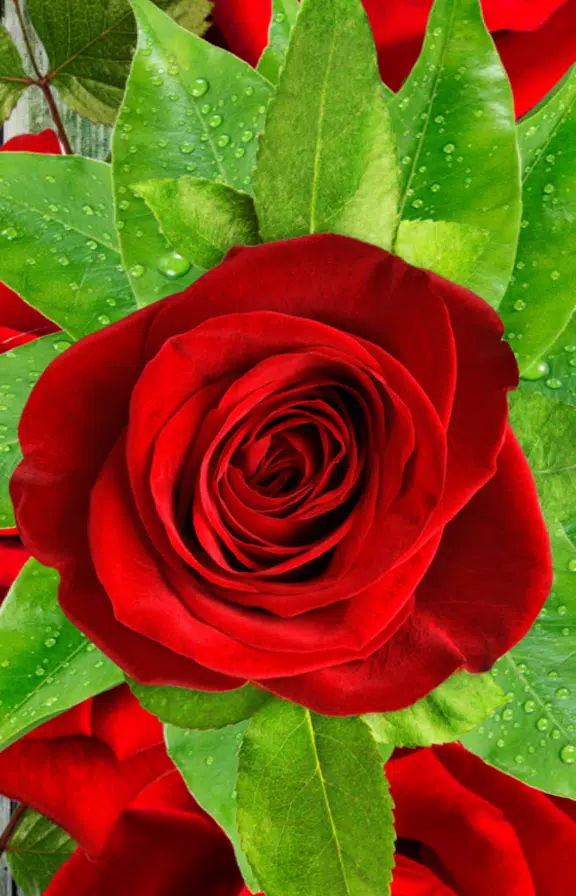 4d Flower Wallpapers