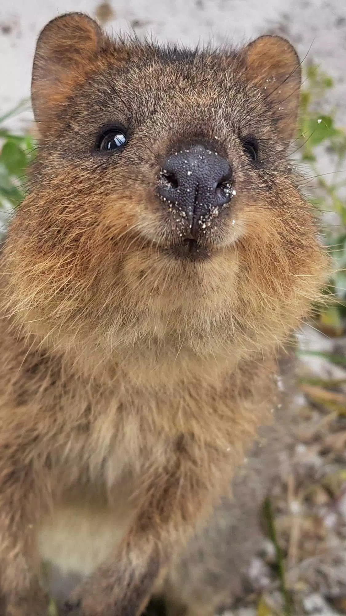 Quokka Wallpapers Wallpaper Cave Cave Wallpaper HD (68+ images)