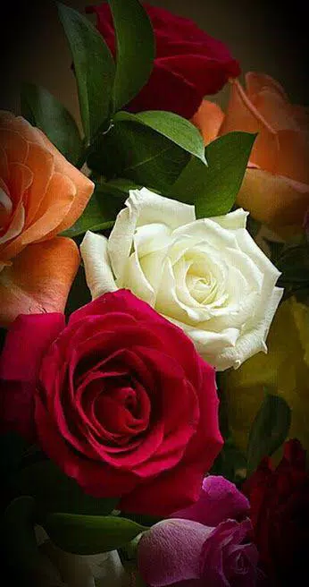 Love Rose Gif Wallpaper