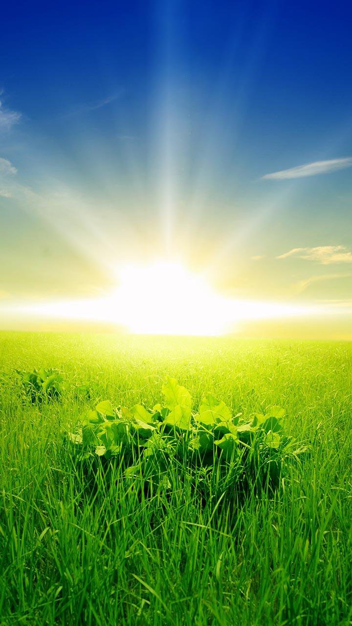 Nature Bliss Live Wallpaper APK for Android Download