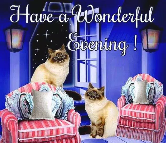 Have A Great Evening With Cat