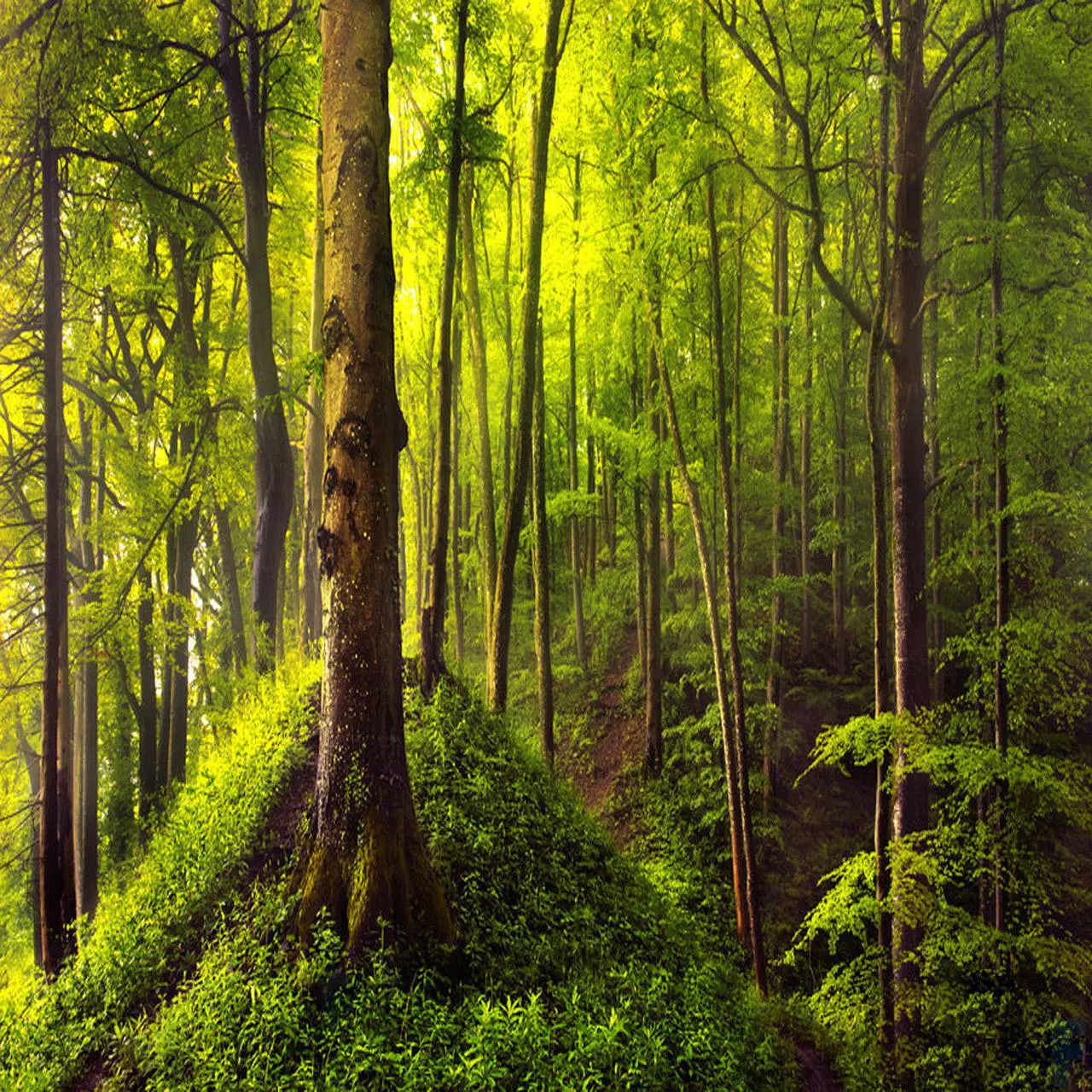 Beautiful Forest Backgrounds