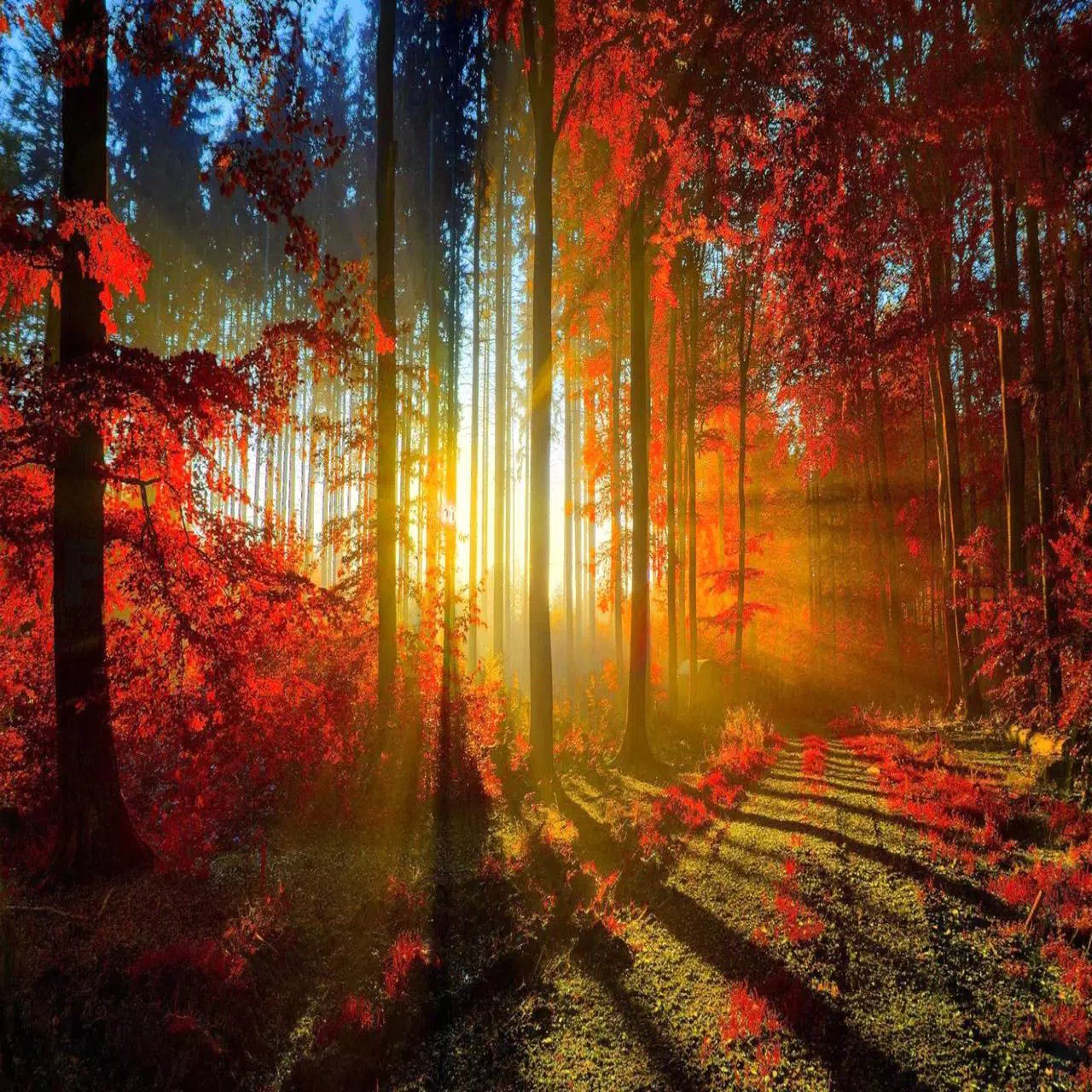 Beautiful Forest Backgrounds