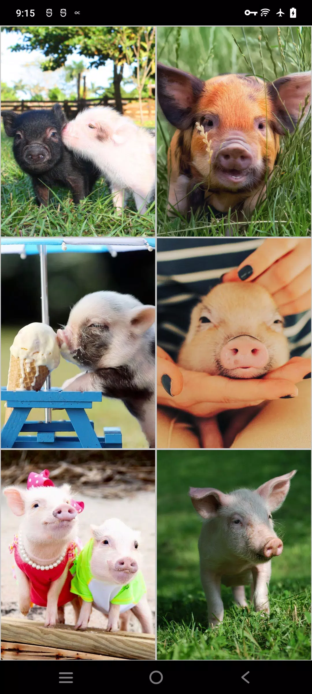Cute Teacup Pig Wallpaper