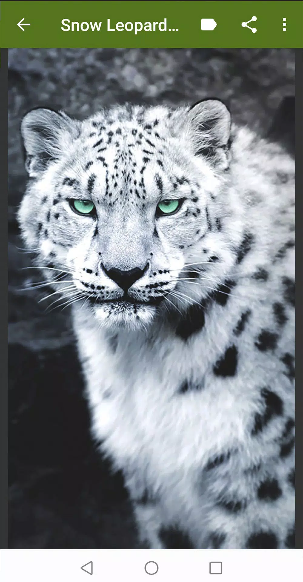 Snow Leopard Wallpaper