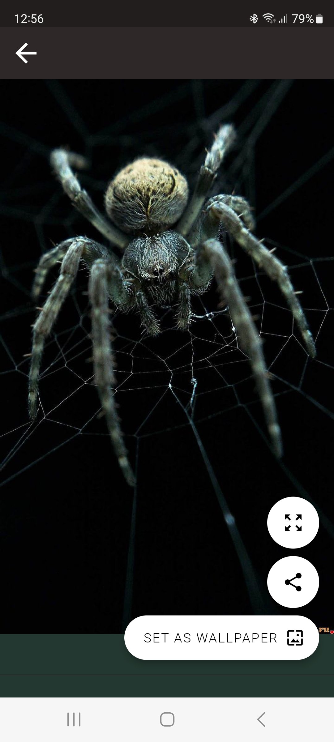 Spider HD Wallpapers APK for Android Download