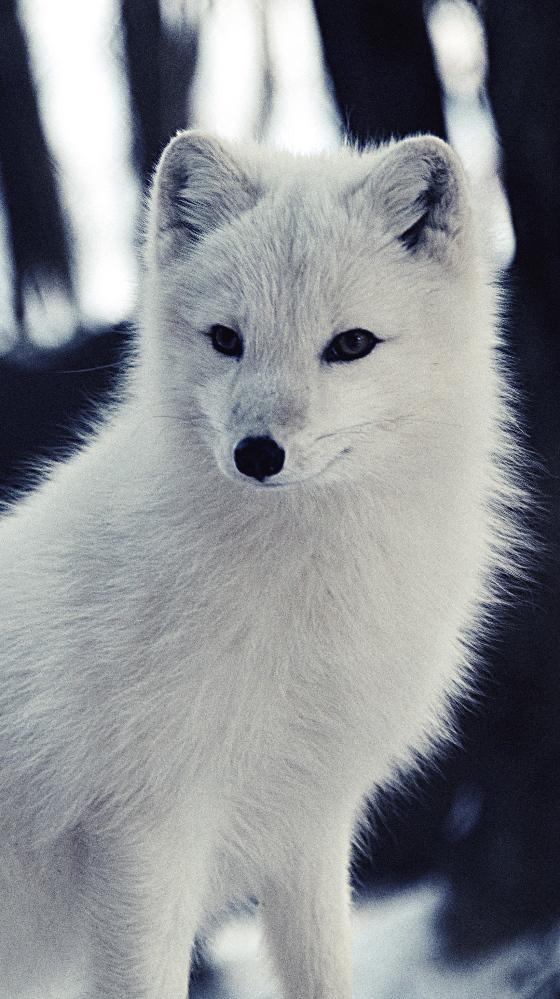 Fox Wallpapers APK Untuk Unduhan Android fox-wallpapers-apk-untuk-unduhan-android