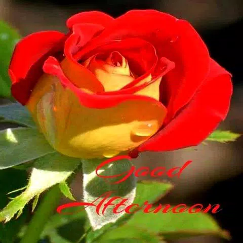 Good Afternoon Images With Roses