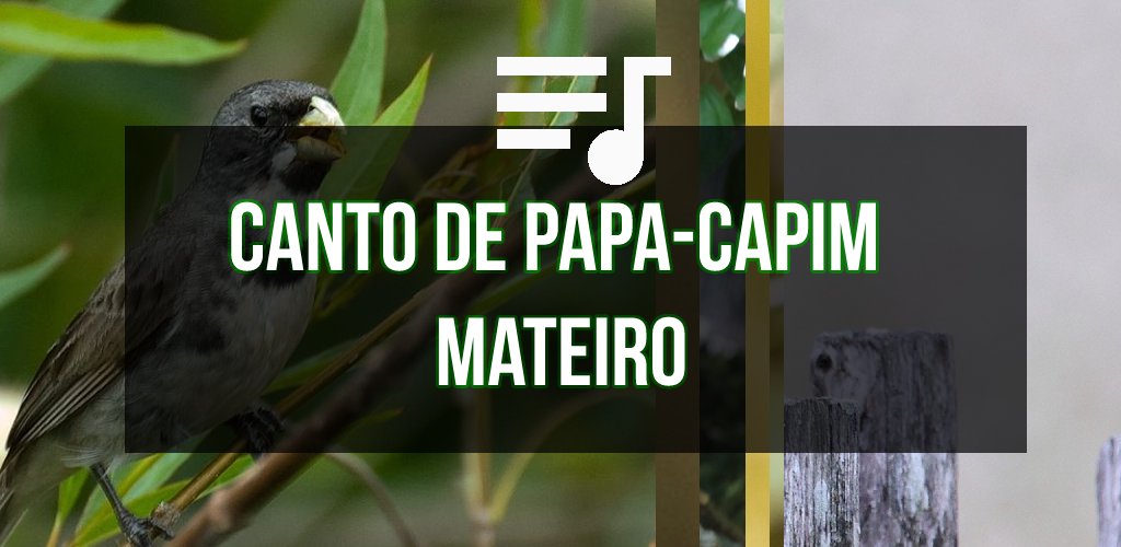 Canto de papa-capim mateiro APK للاندرويد تنزيل