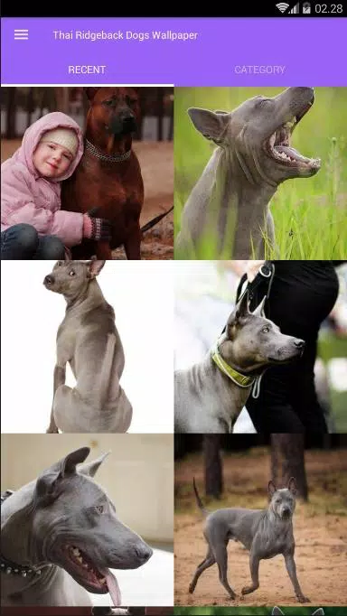 Can A Thai Ridgeback Live In Indonesia