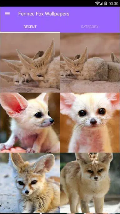 Cute Fennec Fox Wallpaper