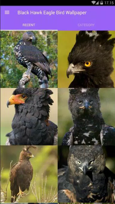Black Hawk Bird Wallpaper