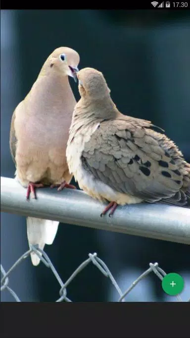 Mourning Dove Wallpaper