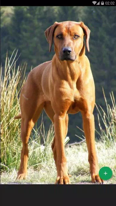 Rhodesian Ridgeback Cross Doberman