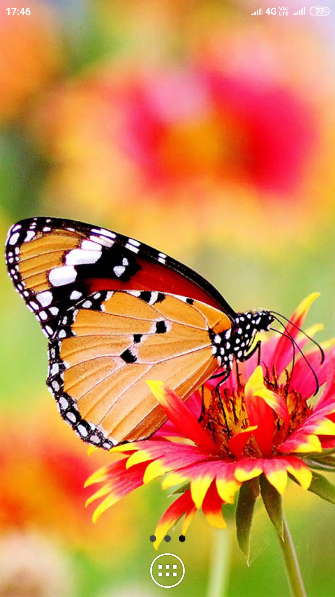 Real Butterflies Wallpaper