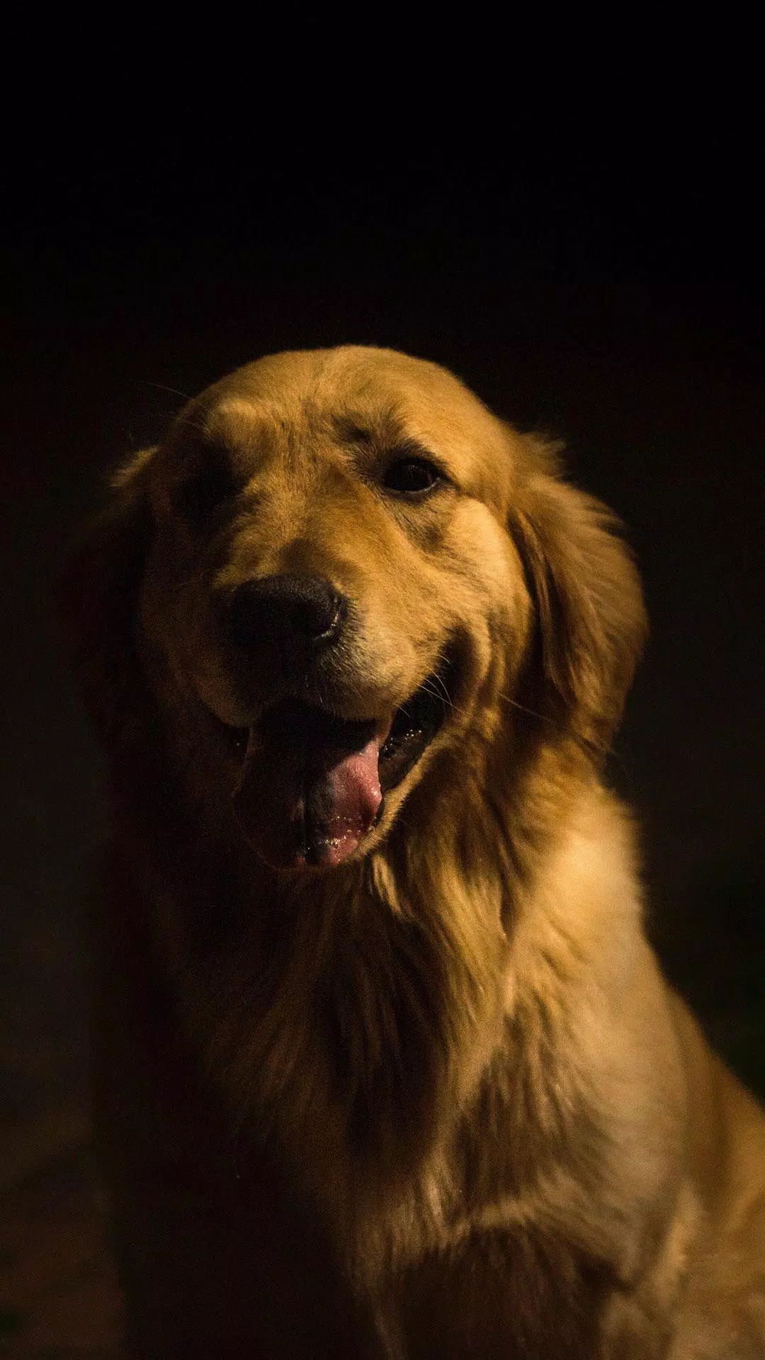 Lab Puppy Wallpaper Hd