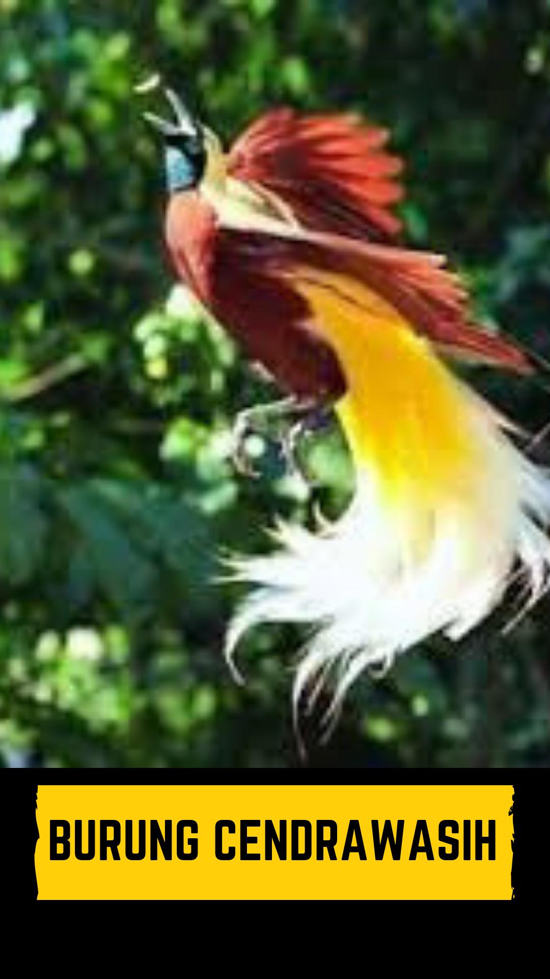 Descarga De Apk De Burung Cendrawasih Wallpaper Para Android