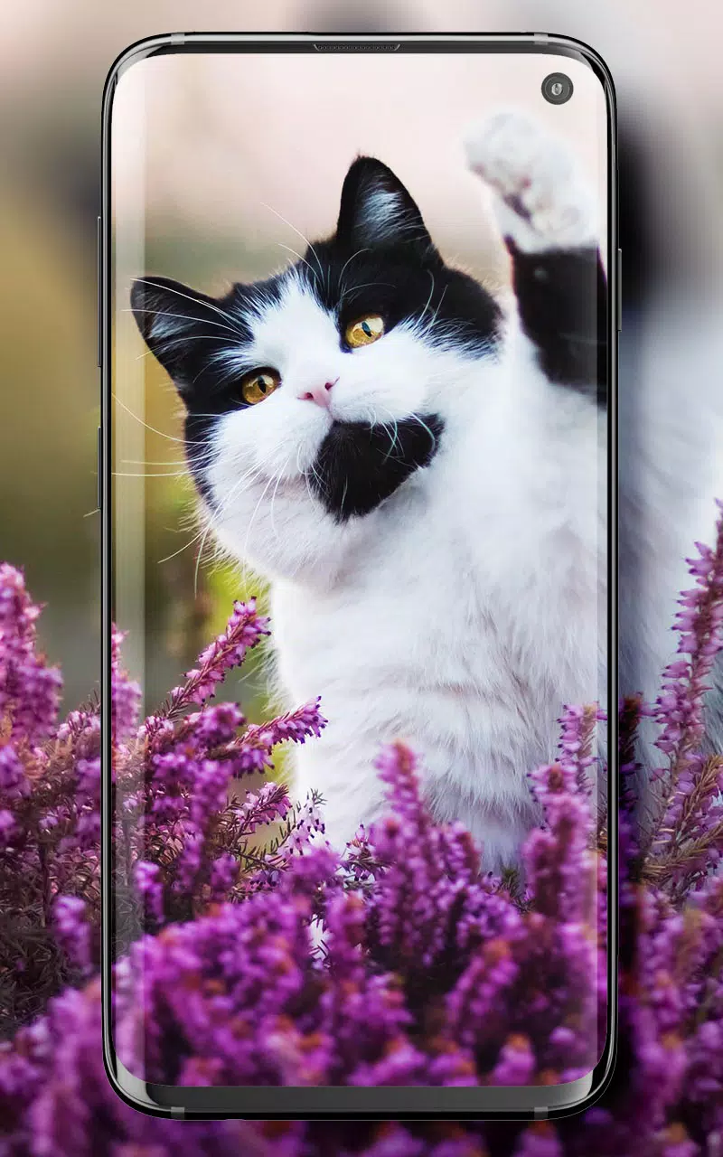 Animasi Kucing Bergerak