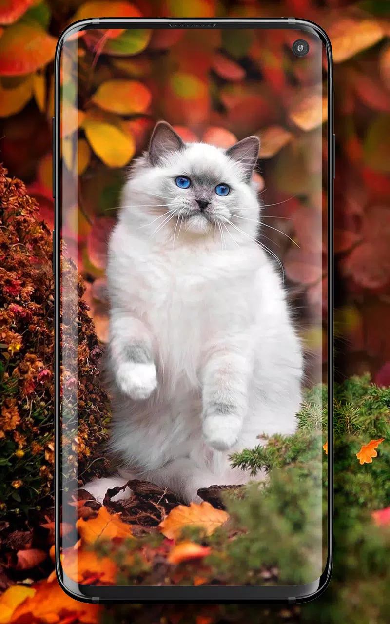 Animasi Kucing Bergerak