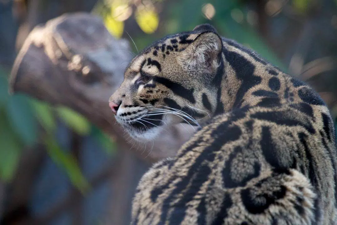 Clouded Leopard Wallpaper