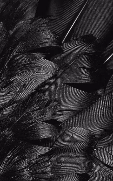 Crow Feathers Wallpaper
