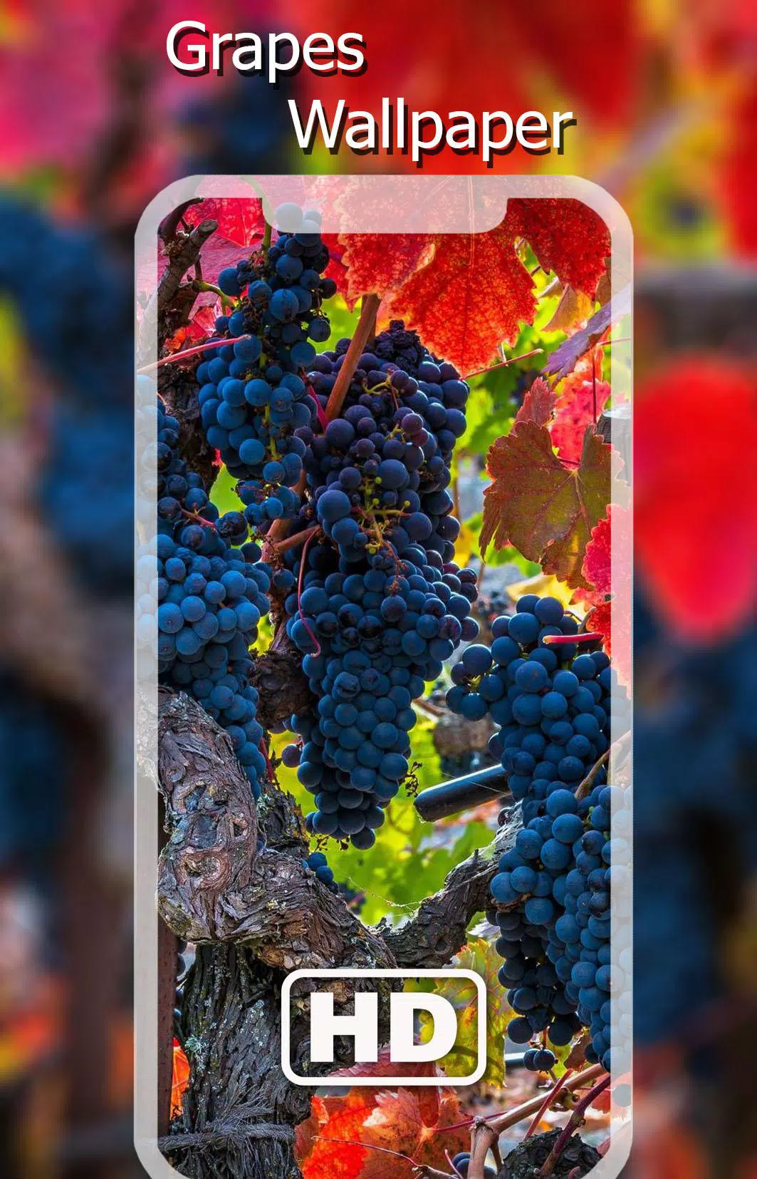 Red Grapes Wallpaper Hd