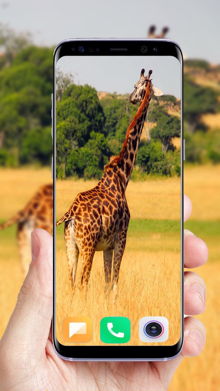 500+Giraffe Wallpaper APK for Android Download