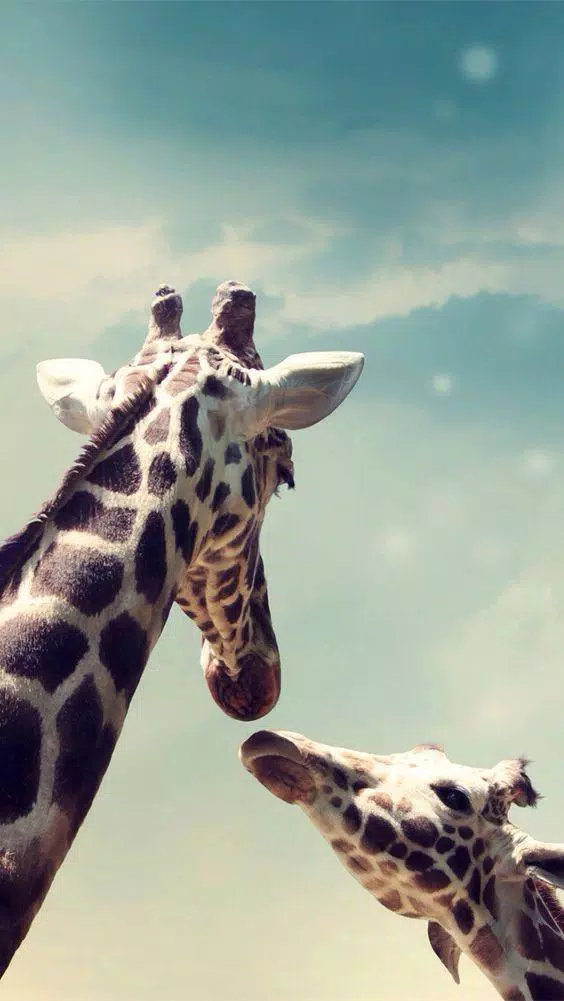 Giraffe Backgrounds For Iphone