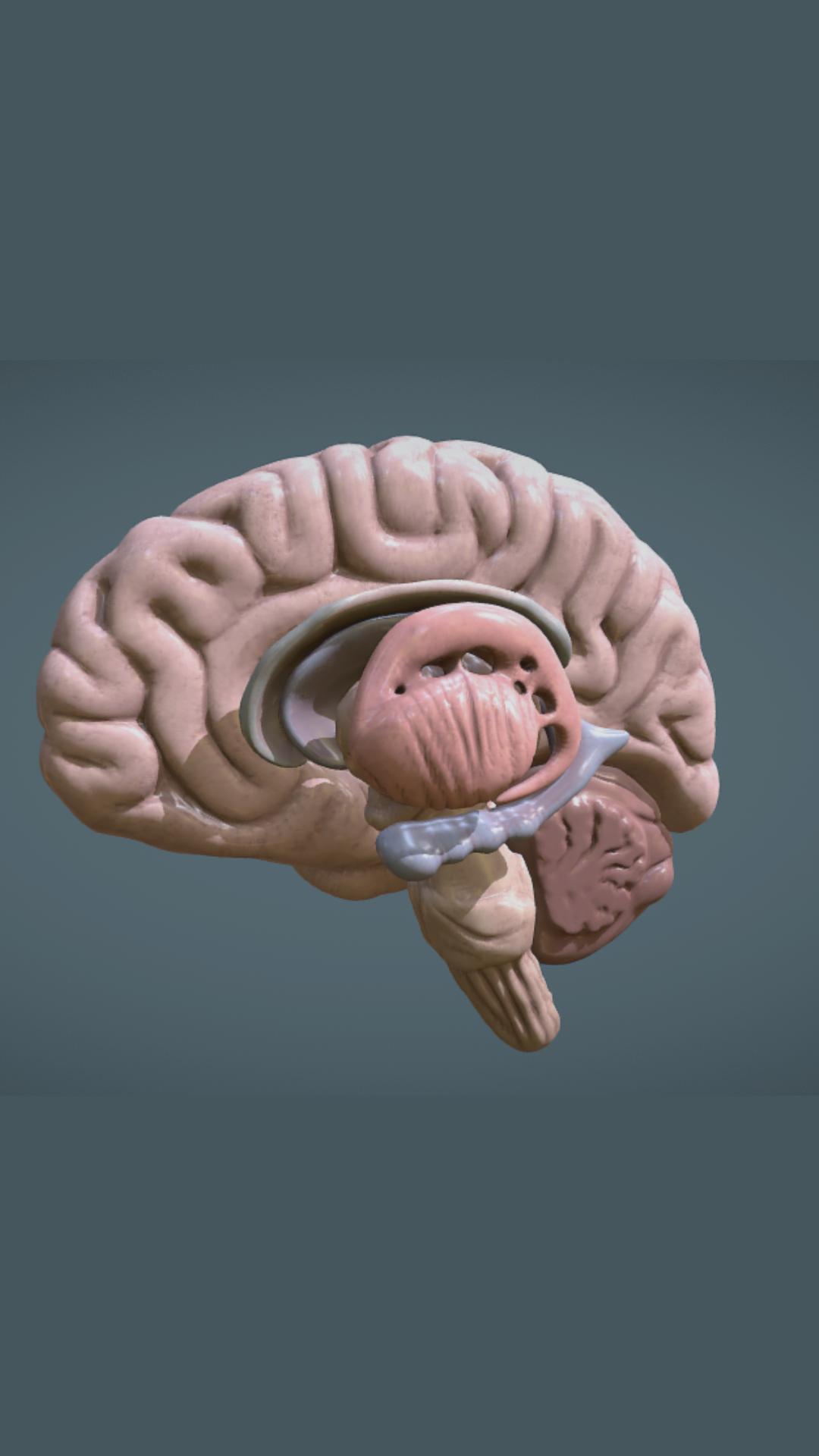 Human Brain Diagram安卓版应用APK下载 Human Brain Diagram安卓版应用APK下载