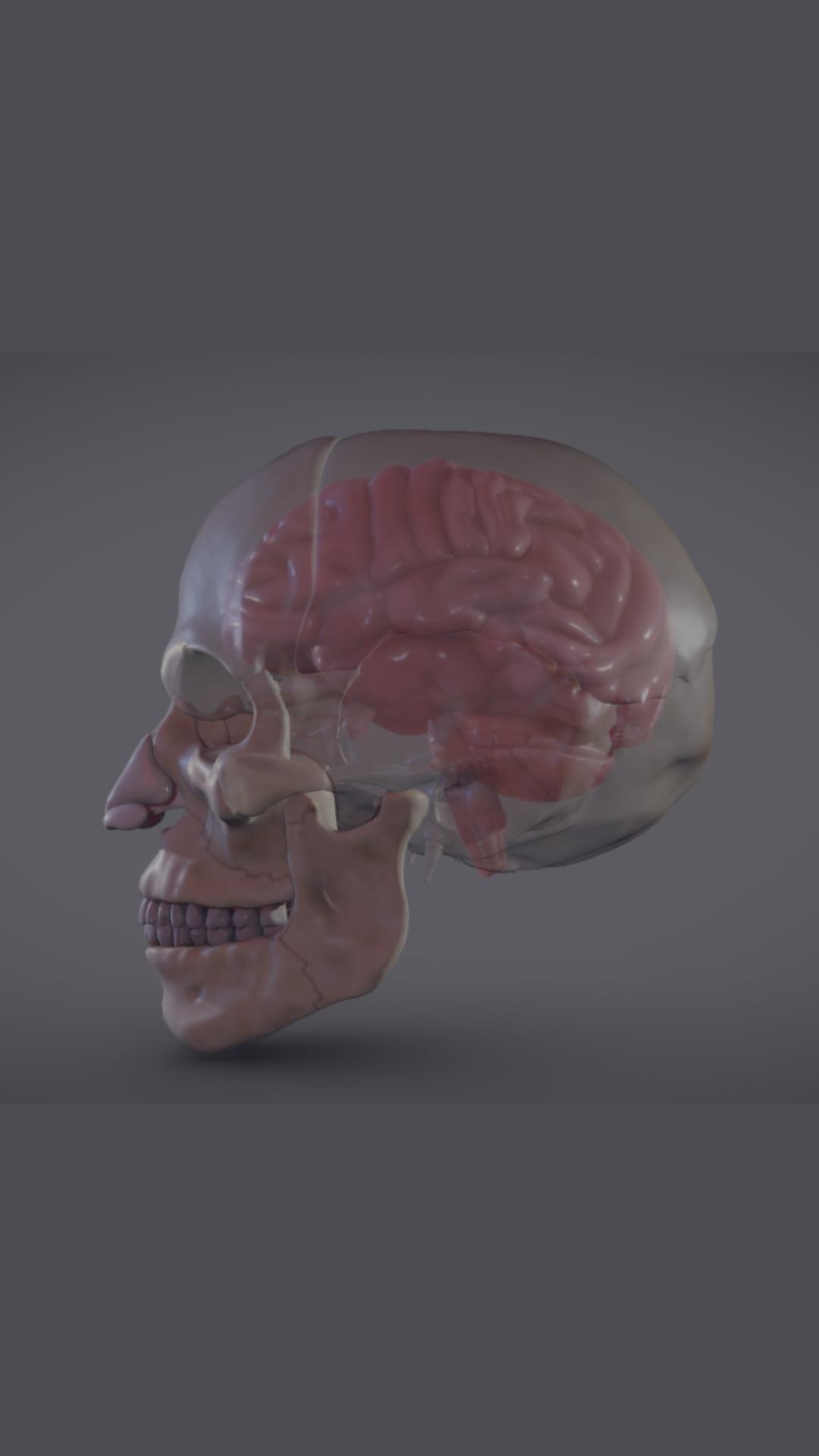 Human Brain Diagram安卓版应用APK下载 Human Brain Diagram安卓版应用APK下载