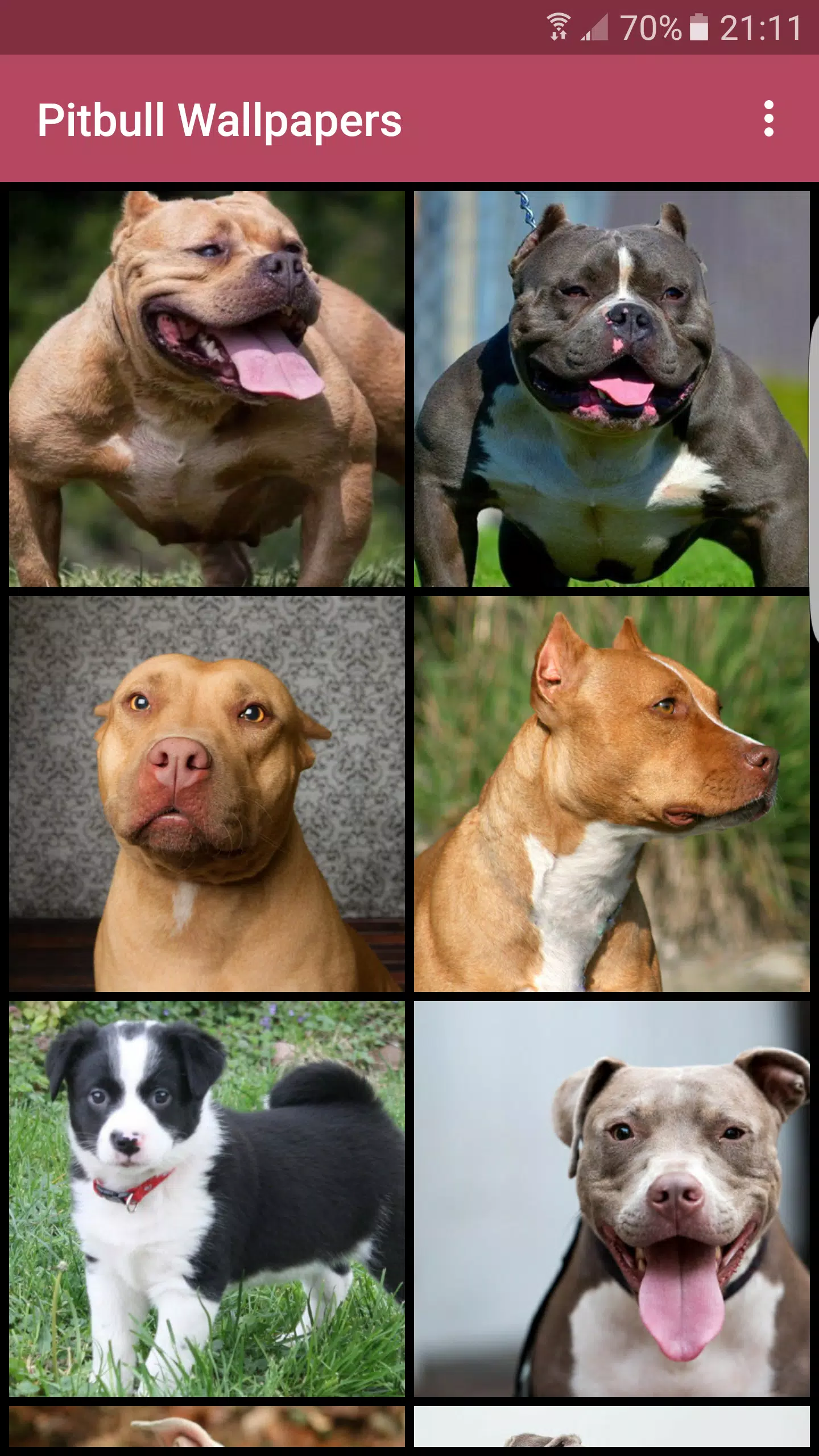 American Pitbull Wallpapers