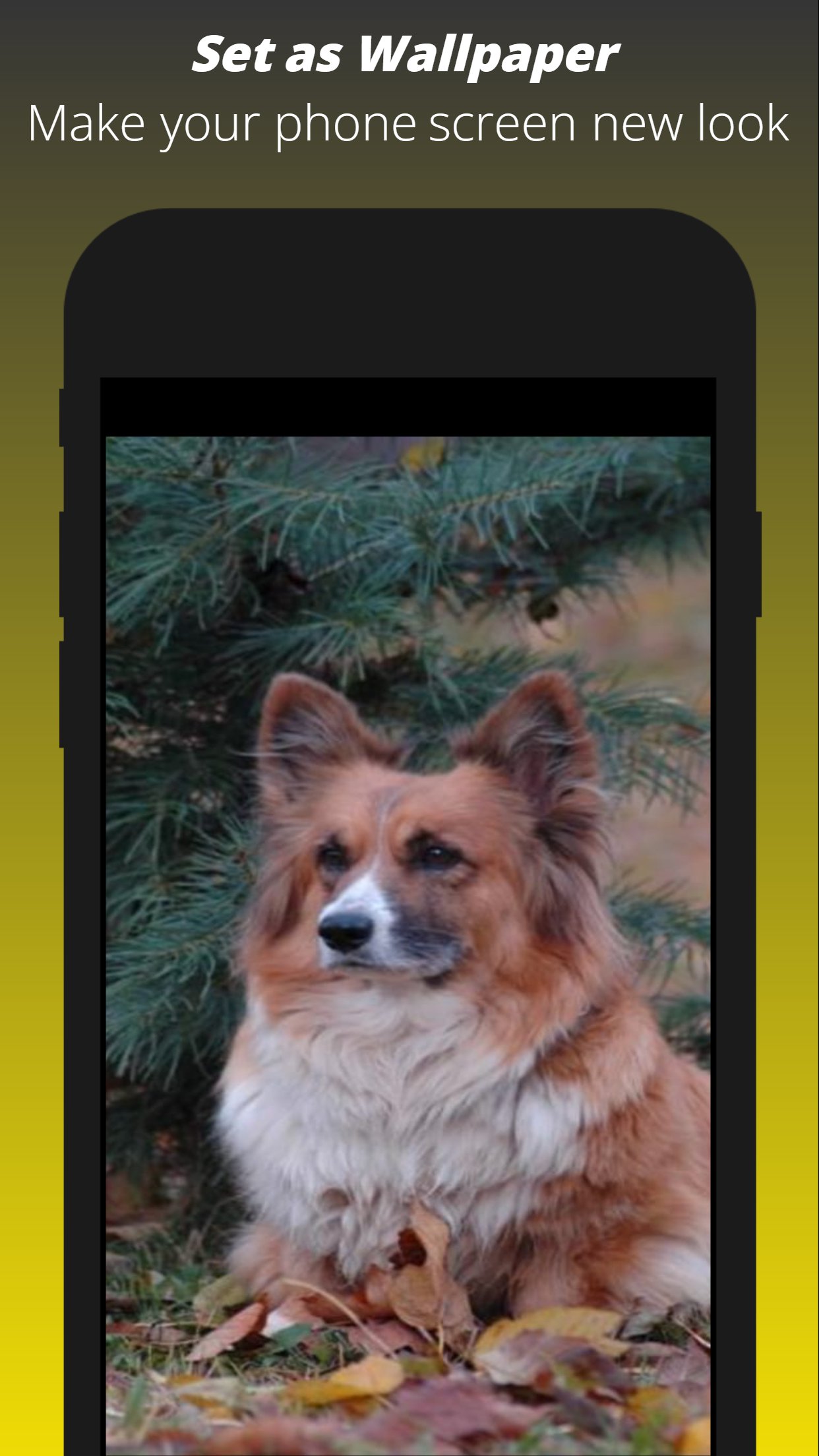 Dog Wallpaper HD APK for Android Download