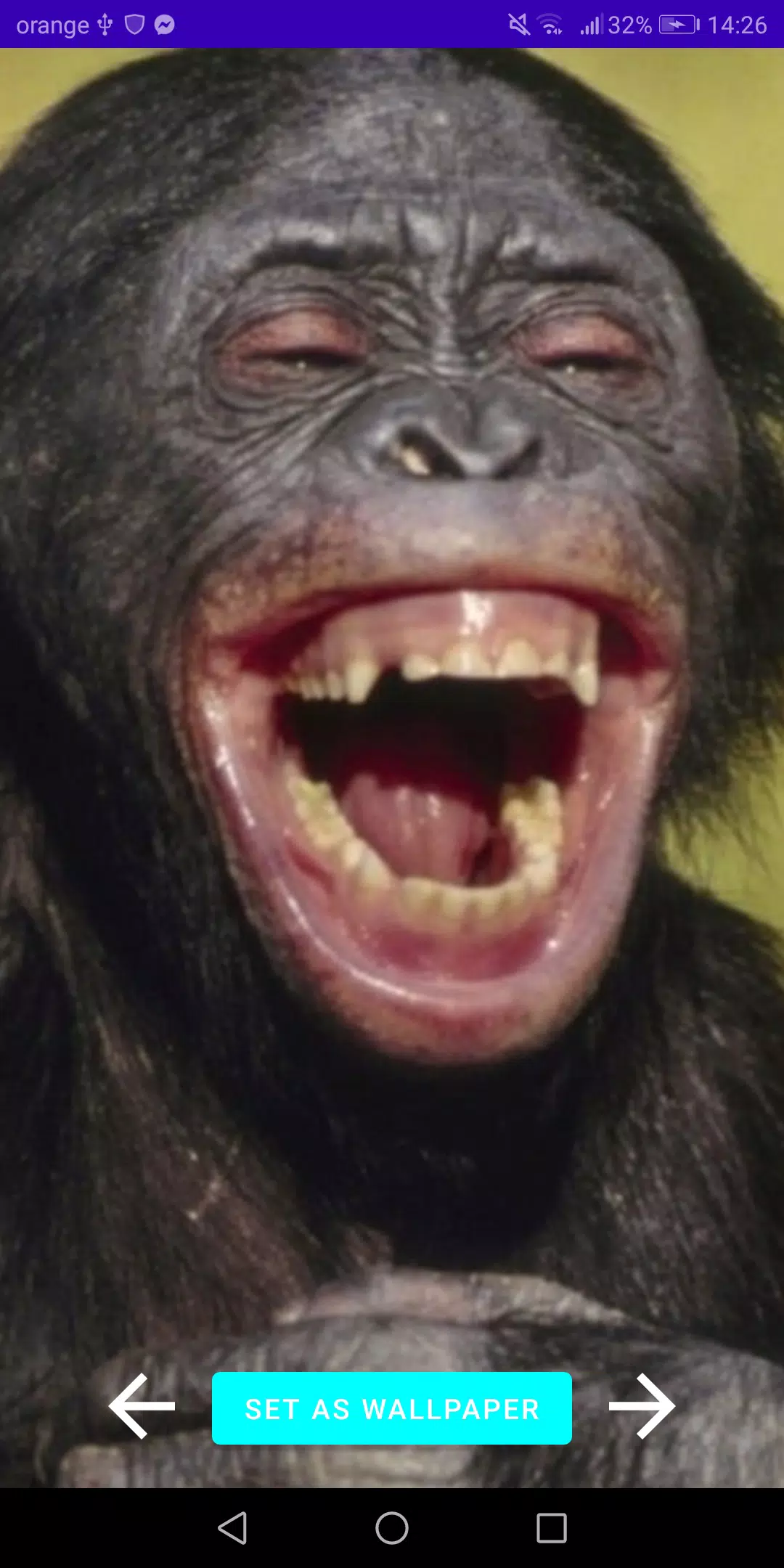 Funny Monkey Wallpaper