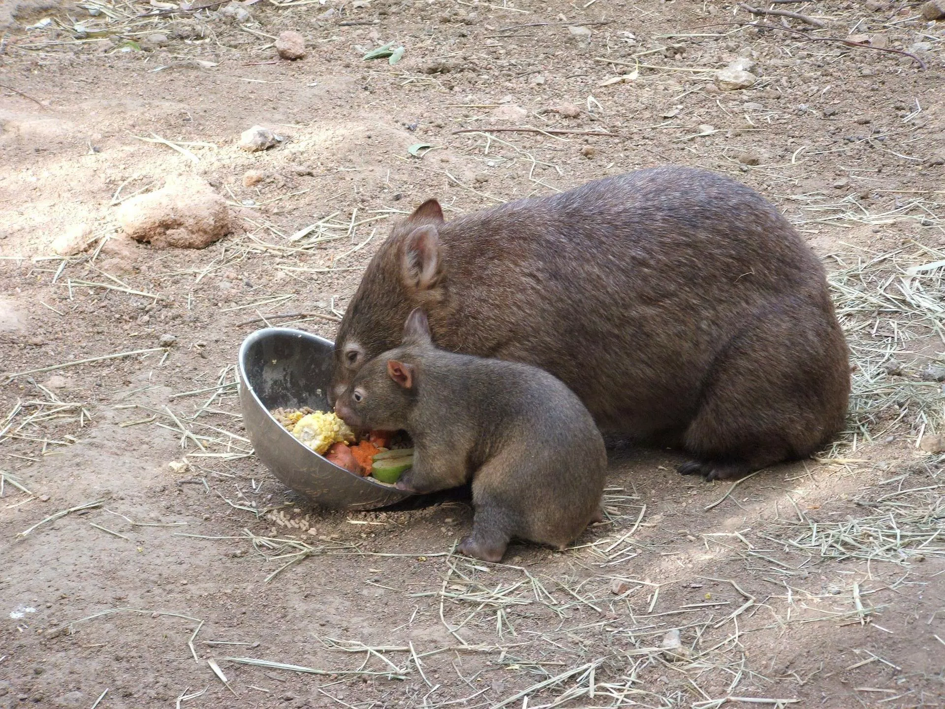Wombat Wallpaper