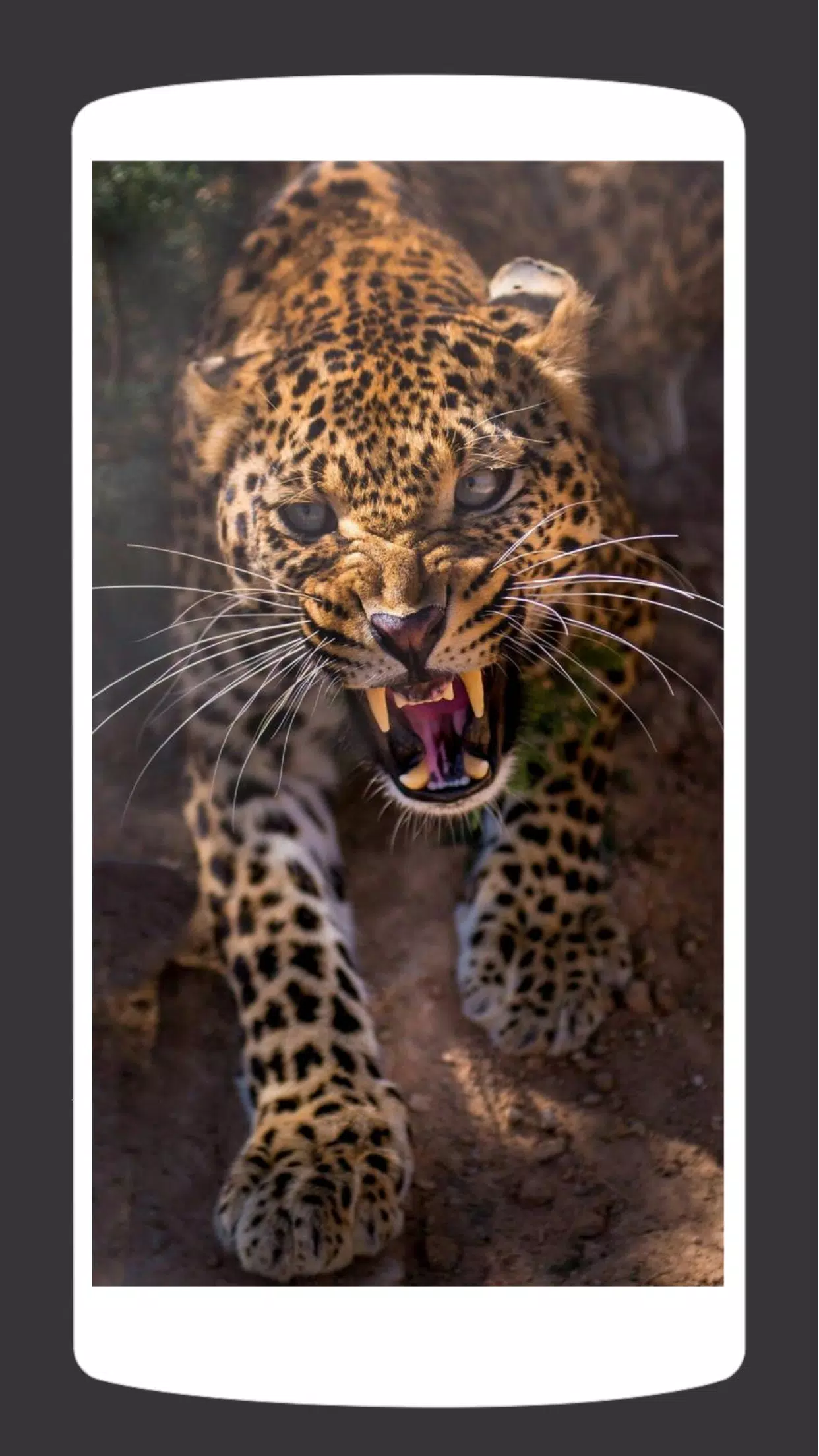 Angry Leopard Wallpaper