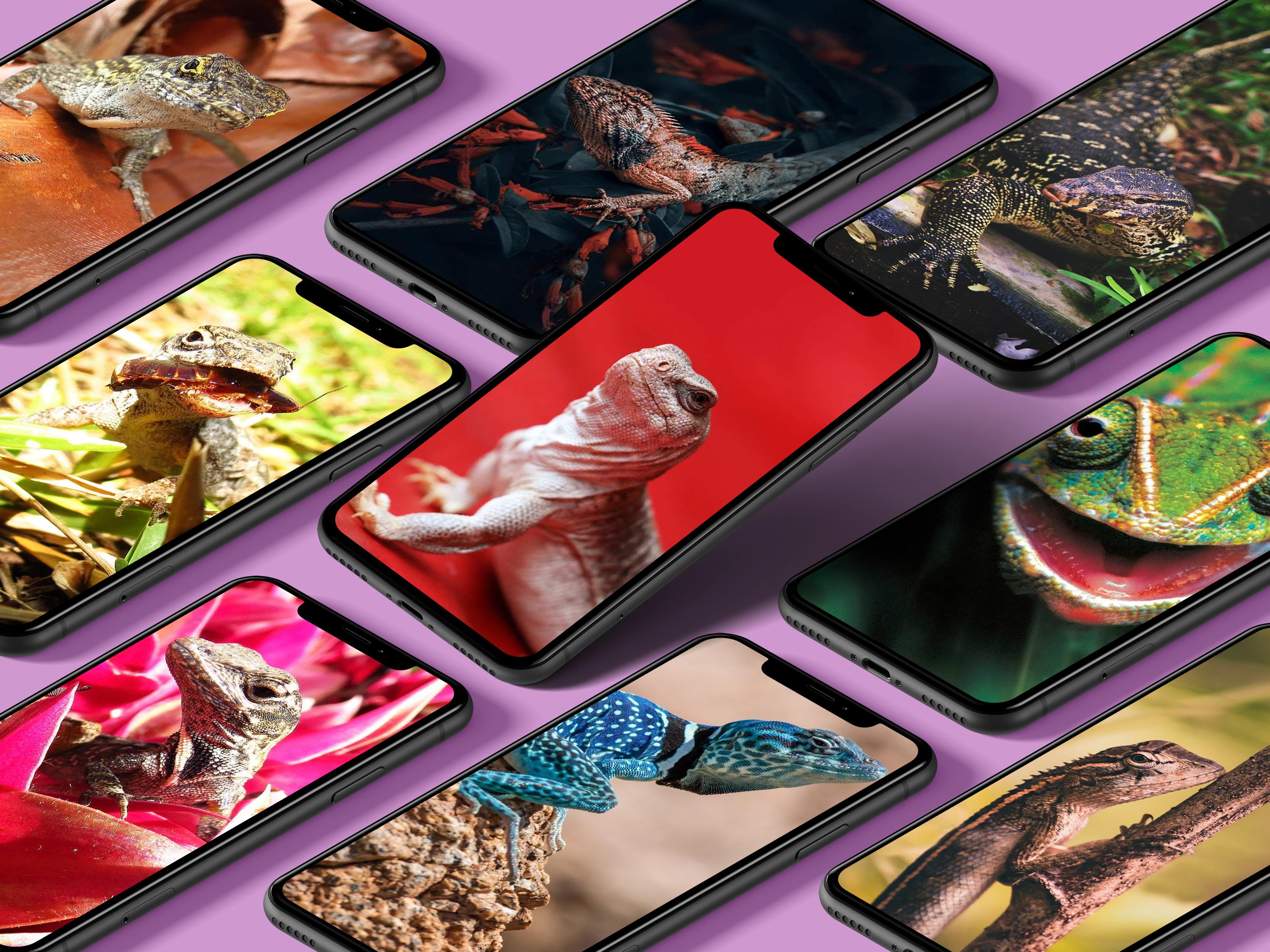 Lizard Wallpapers APK for Android Download Lizard Wallpapers APK for Android Download