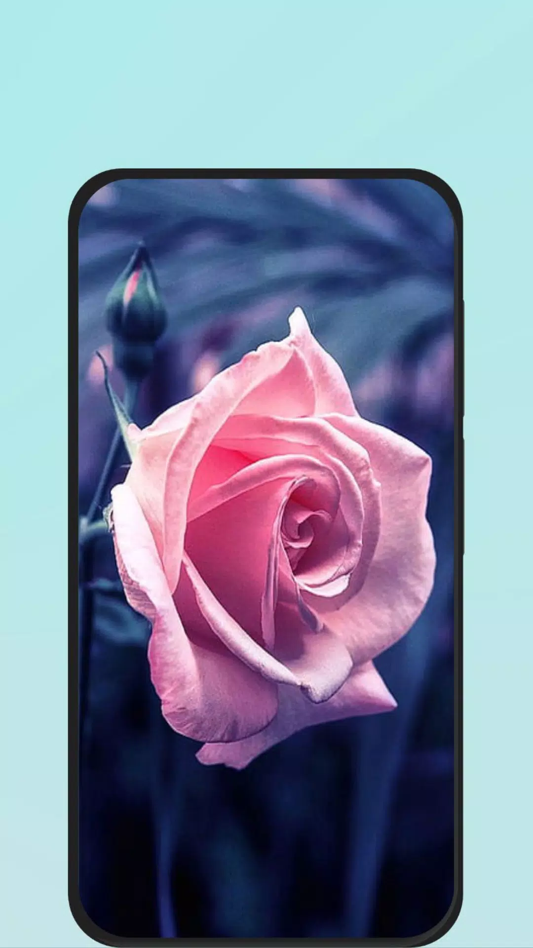 Wallpaper Of Rose For Mobile
