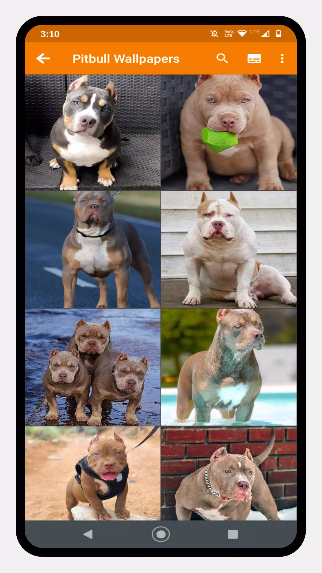 Pitbull Dog Wallpaper
