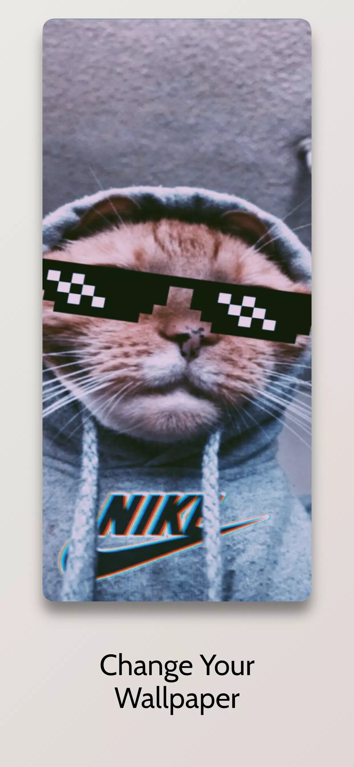 All The Memes Wallpaper