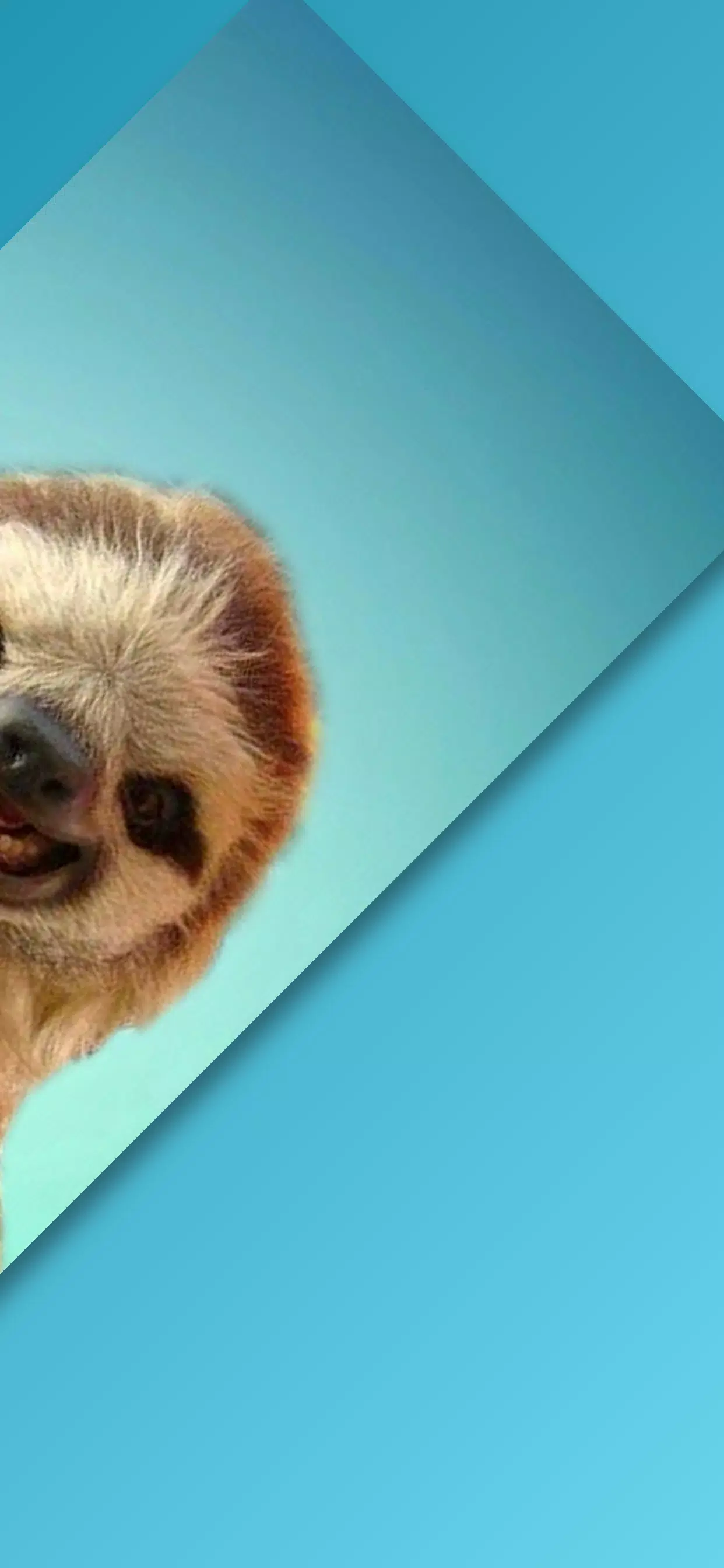 Sloth Wallpaper 1920x1080