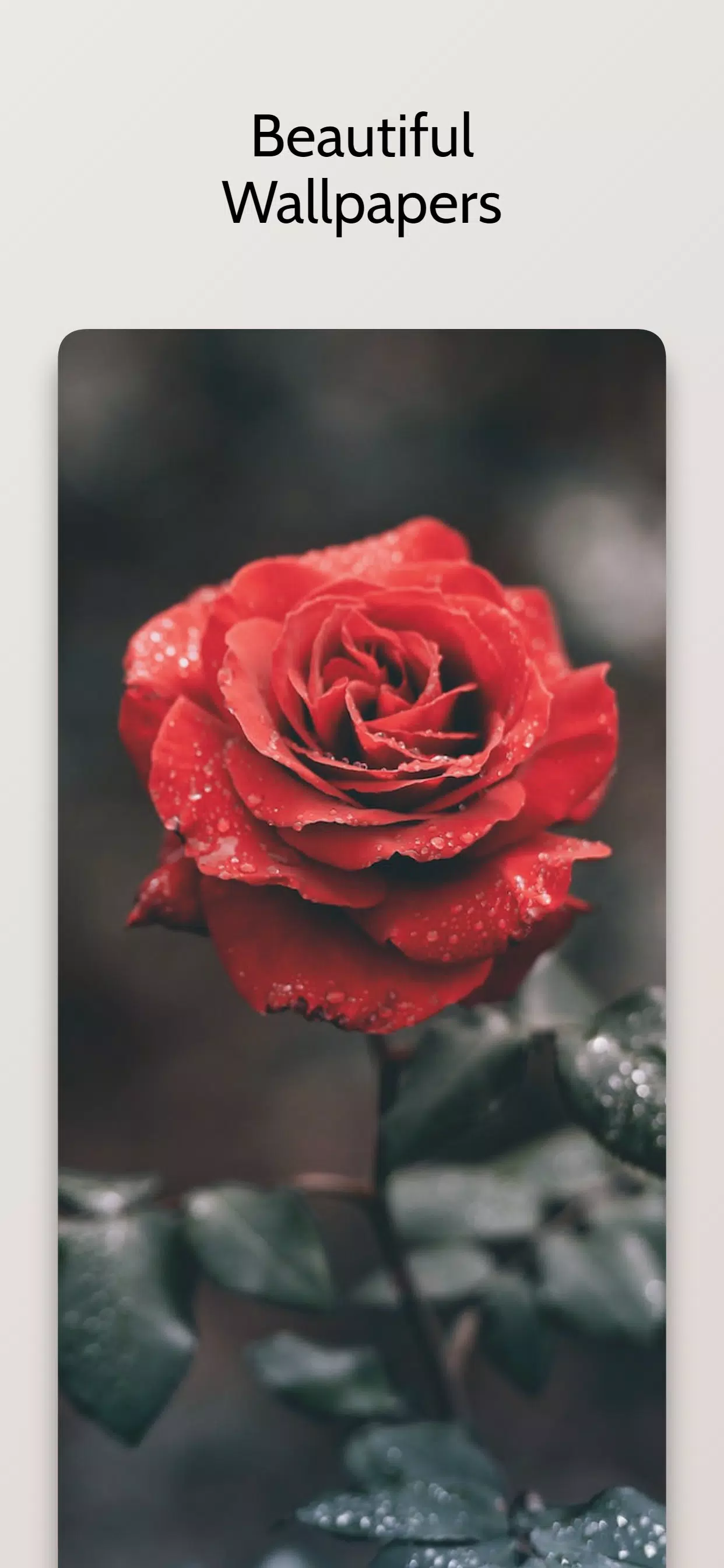 Beautiful Roses Wallpapers For Mobile