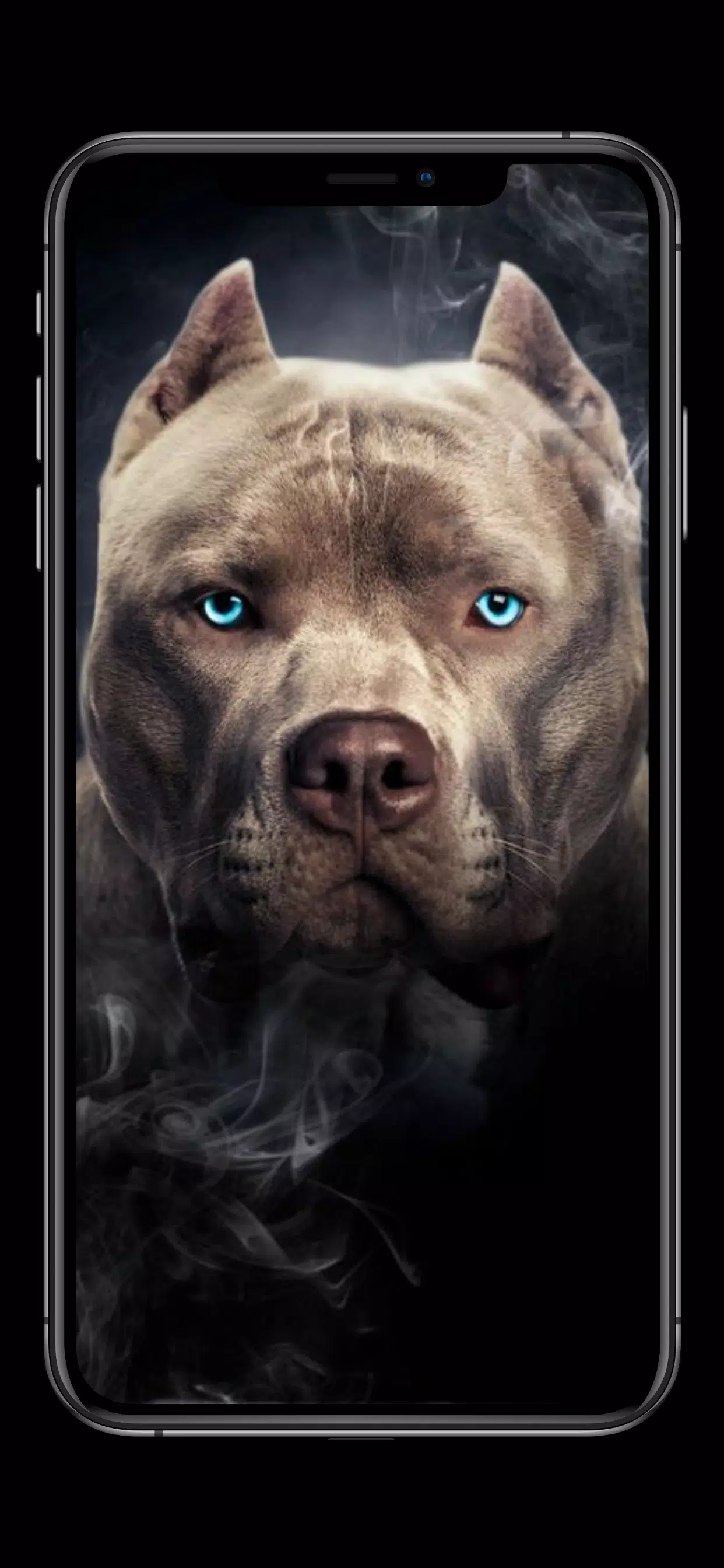 Pitbull Dogs Wallpaper