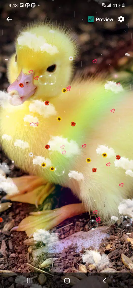 Cute Ducks Wallpaper