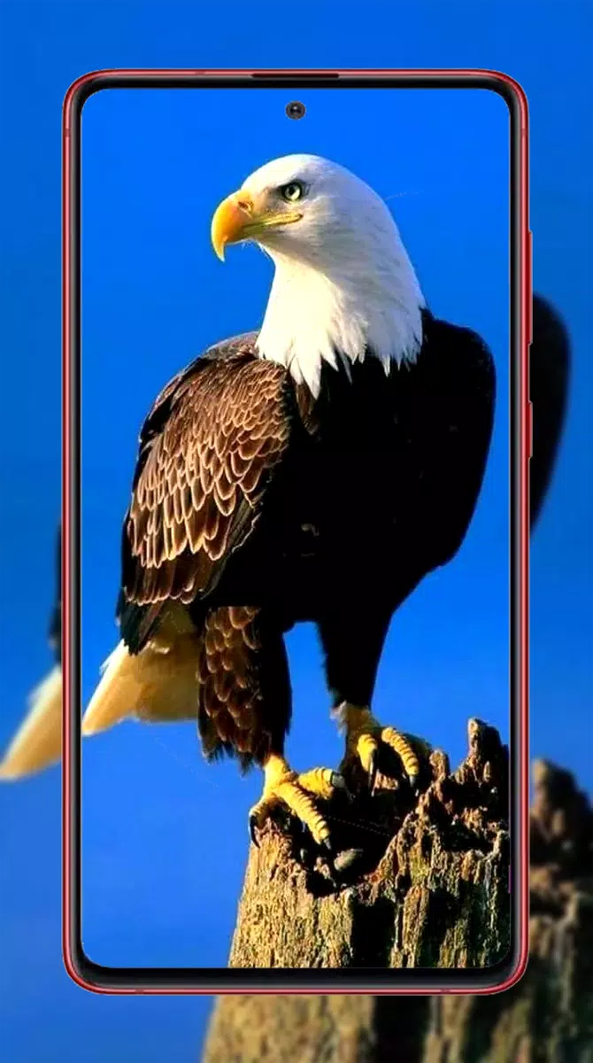 Eagle Sharingan Wallpaper