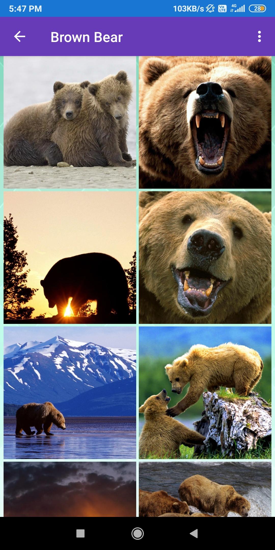 Brown Bear, Panda, Polar Bear, APK for Android Download Brown Bear, Panda, Polar Bear, APK for Android Download