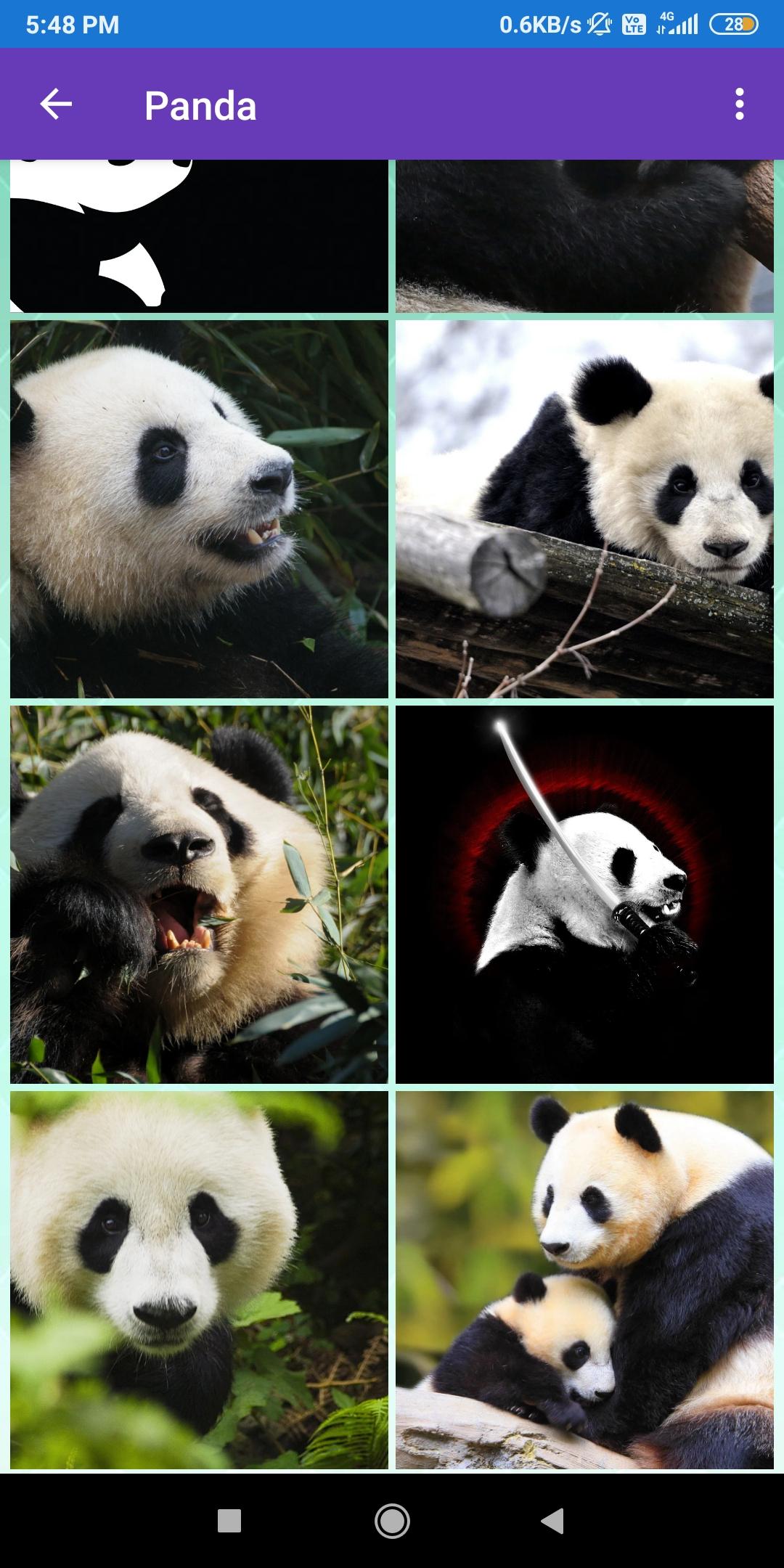 Brown Bear, Panda, Polar Bear, APK per Android Download Brown Bear, Panda, Polar Bear, APK per Android Download
