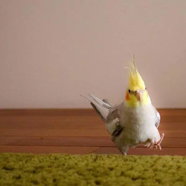 Cute Cockatiel Wallpaper