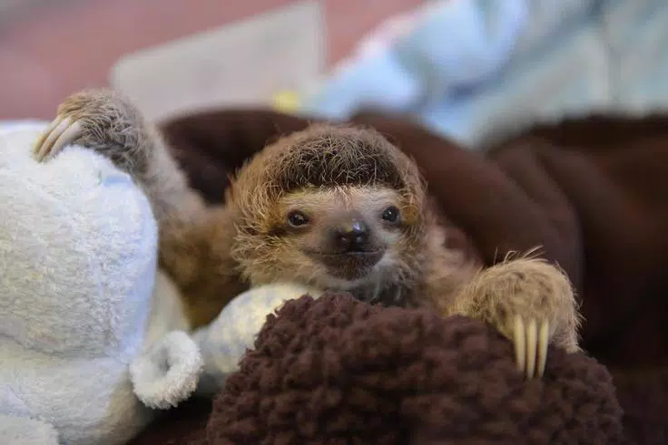 Sloth Wallpaper 1920x1080