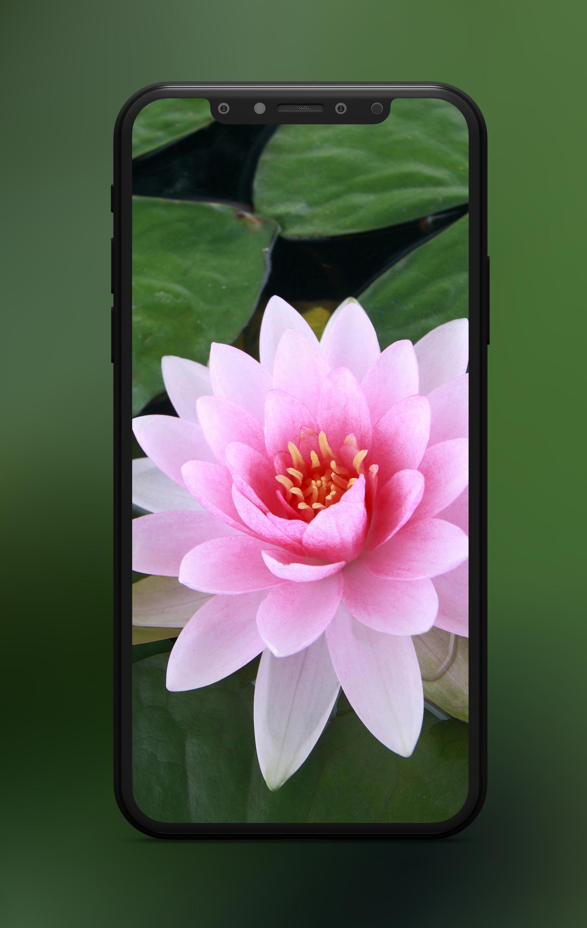 Descarga De APK De 25000 Wallpaper Daily Para Android descarga-de-apk-de-25000-wallpaper-daily-para-android